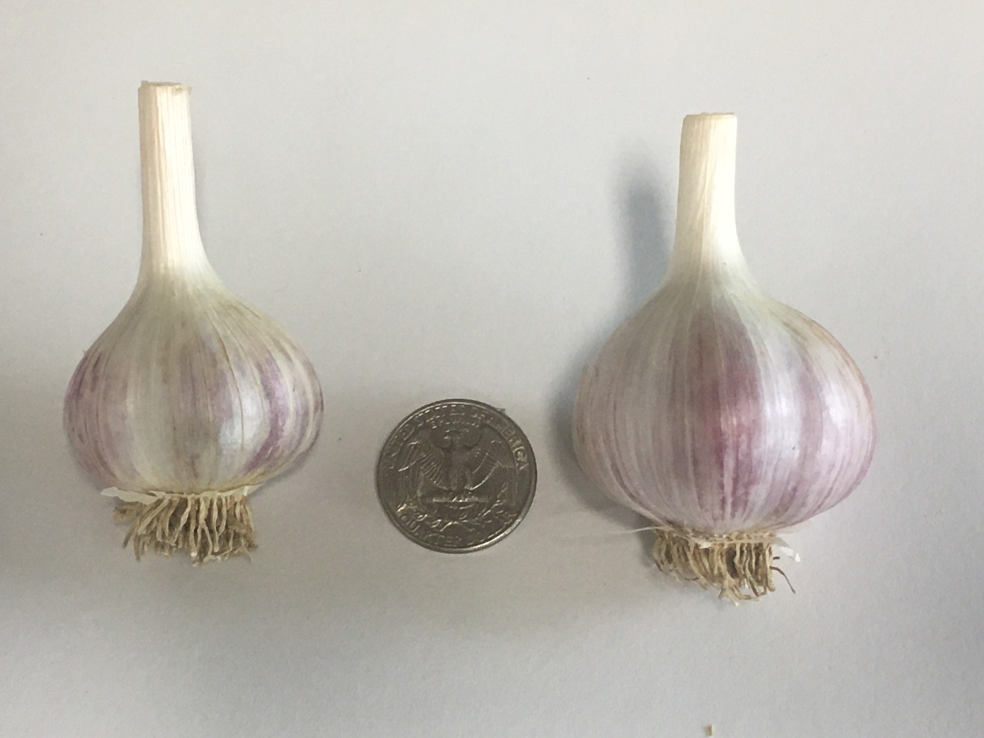 Garlic Sample Pack - WM FarmLink