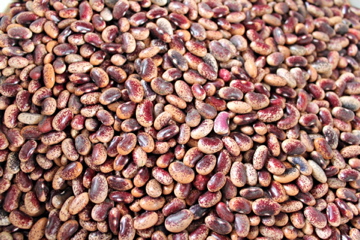 Painted Lady Beans -- Certified Organic Heirloom -- 25 lbs. - WM FarmLink